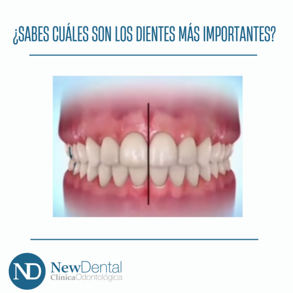 ¿Sabes cuáles son los dientes más importantes de la boca? - New Dental ...